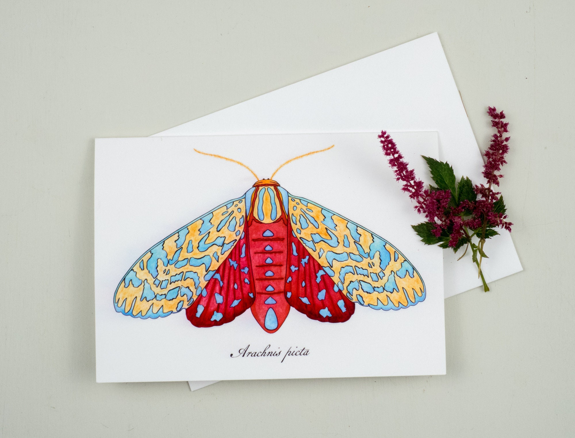 Painted Tiger Moth Colorful Moth Greeting Card Butterfly - Etsy