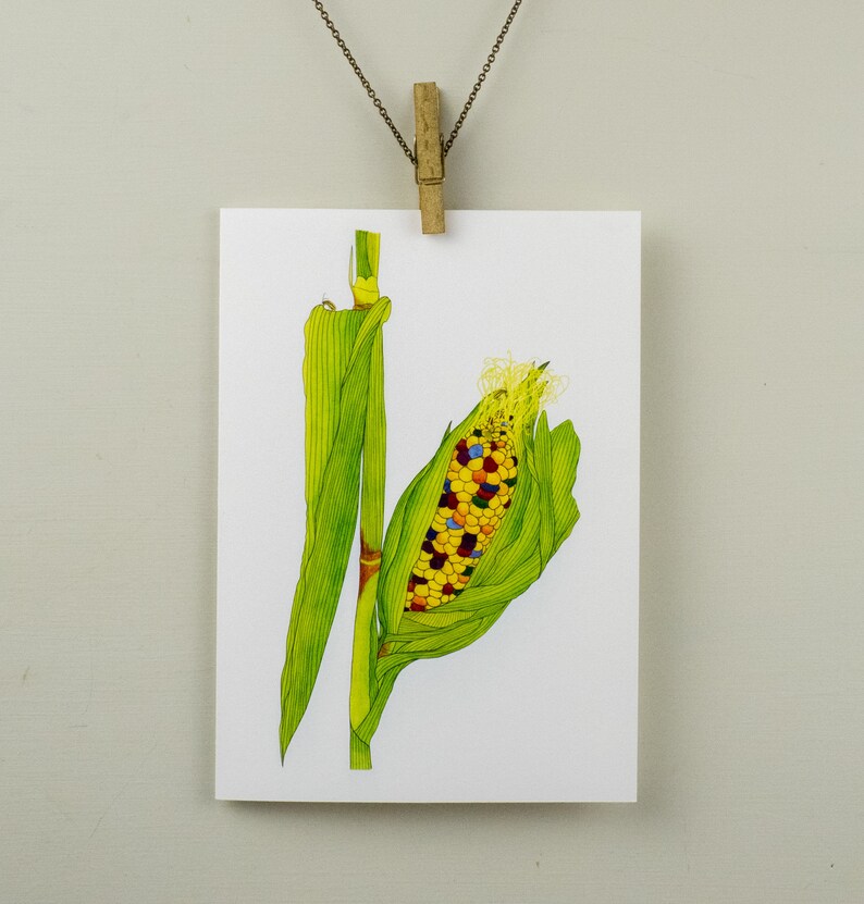 Ear of Corn Calico Corn Notecards Maize Greeting Card - Etsy