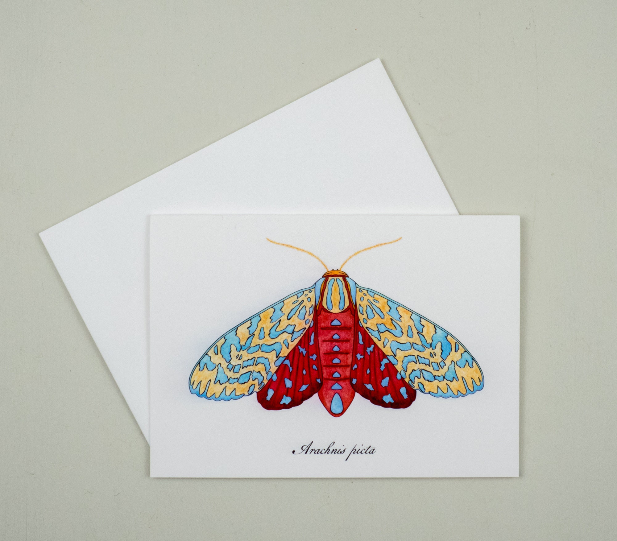 Painted Tiger Moth Colorful Moth Greeting Card Butterfly - Etsy