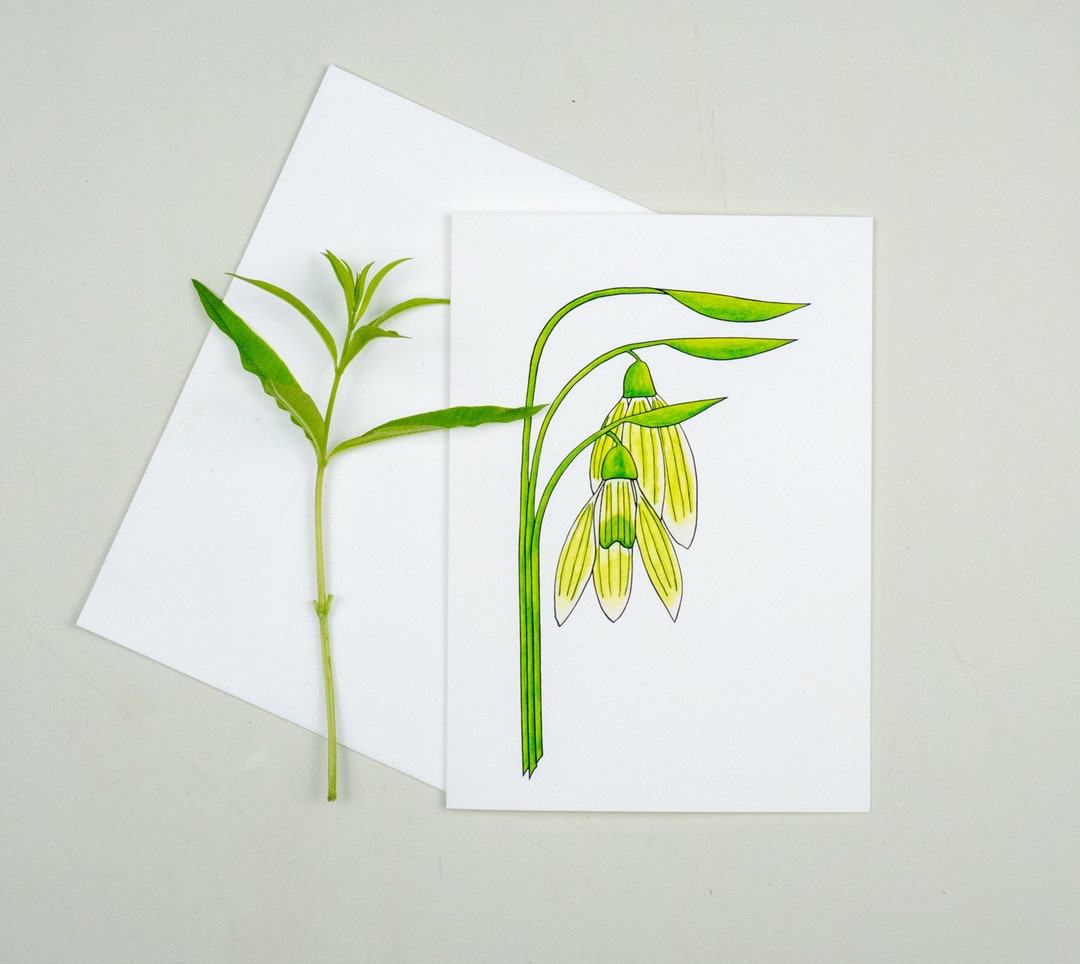 Snowdrop Card, Spring Flower Card, Botanical Art Card, White Flower ...