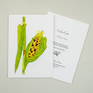 Ear of Corn, Calico Corn Notecards, Maize Greeting Card, Thanksgiving ...