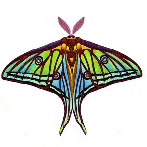 Falena lunare spagnola falena luna falena colorata farfalle - Etsy Italia