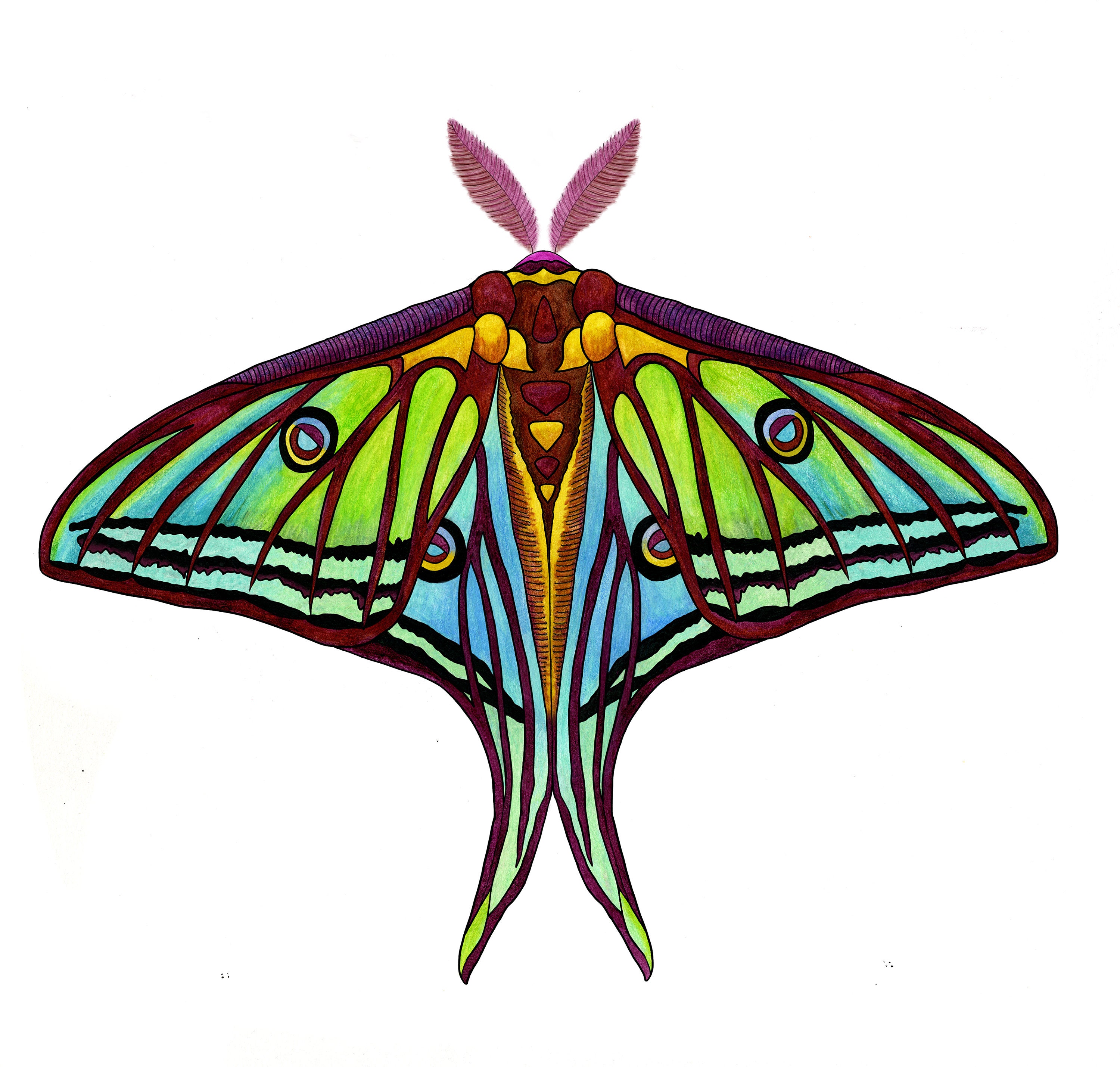 Falena lunare spagnola falena luna falena colorata farfalle | Etsy