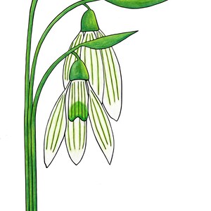 Snowdrop Card, Spring Flower Card, Botanical Art Card, White Flower ...
