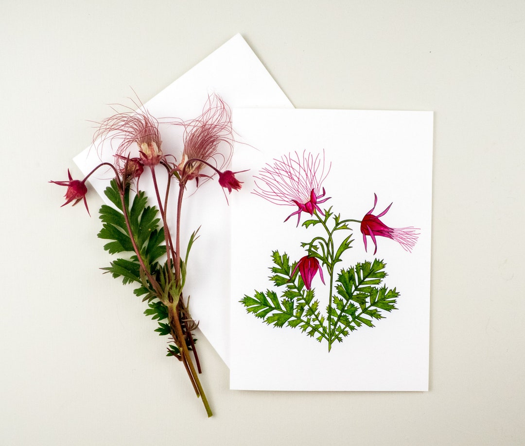 Prairie Smoke Flower Card: Iowa Garden Series Watercolor Art - Etsy