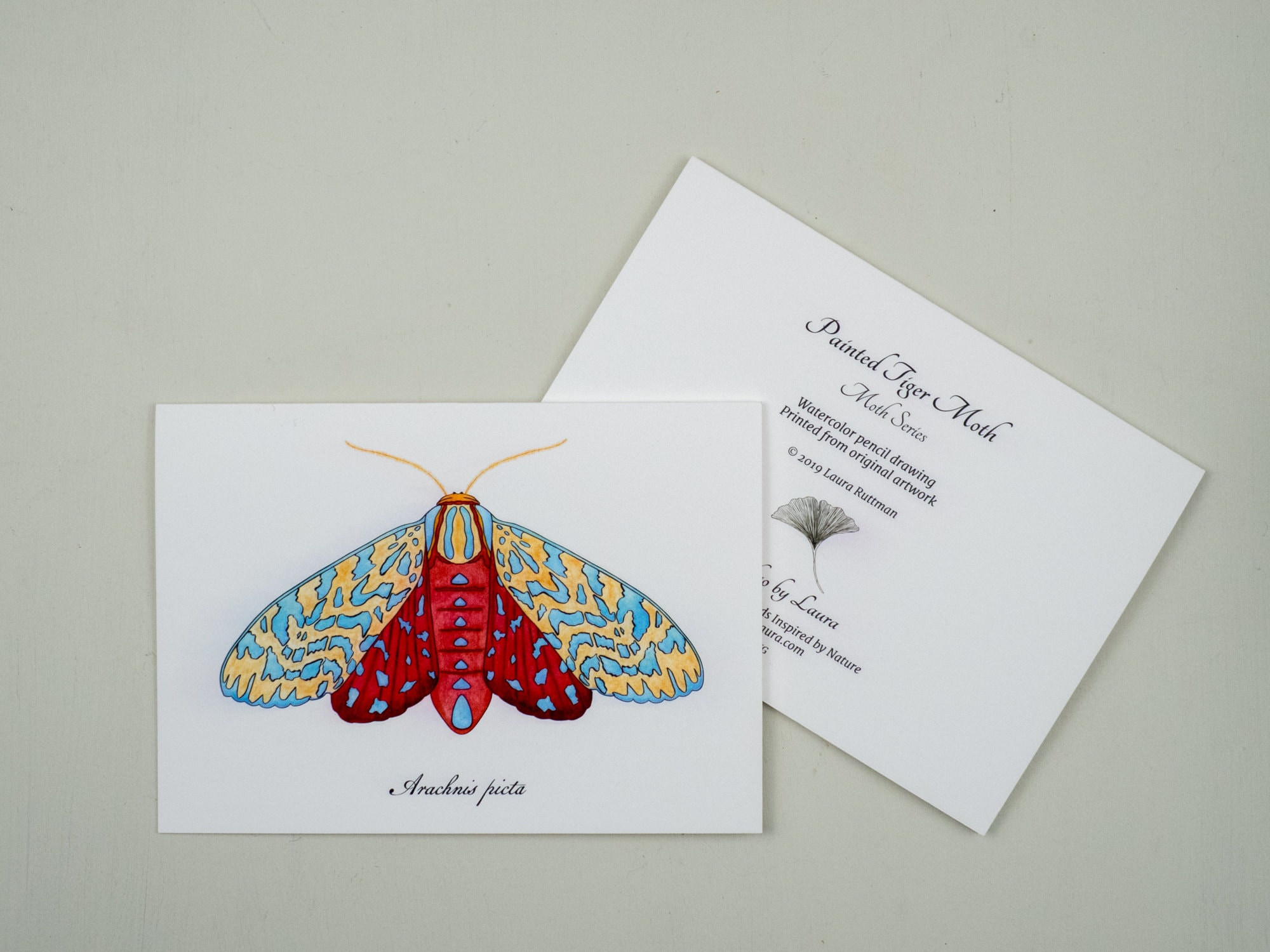 Painted Tiger Moth Colorful Moth Greeting Card Butterfly - Etsy