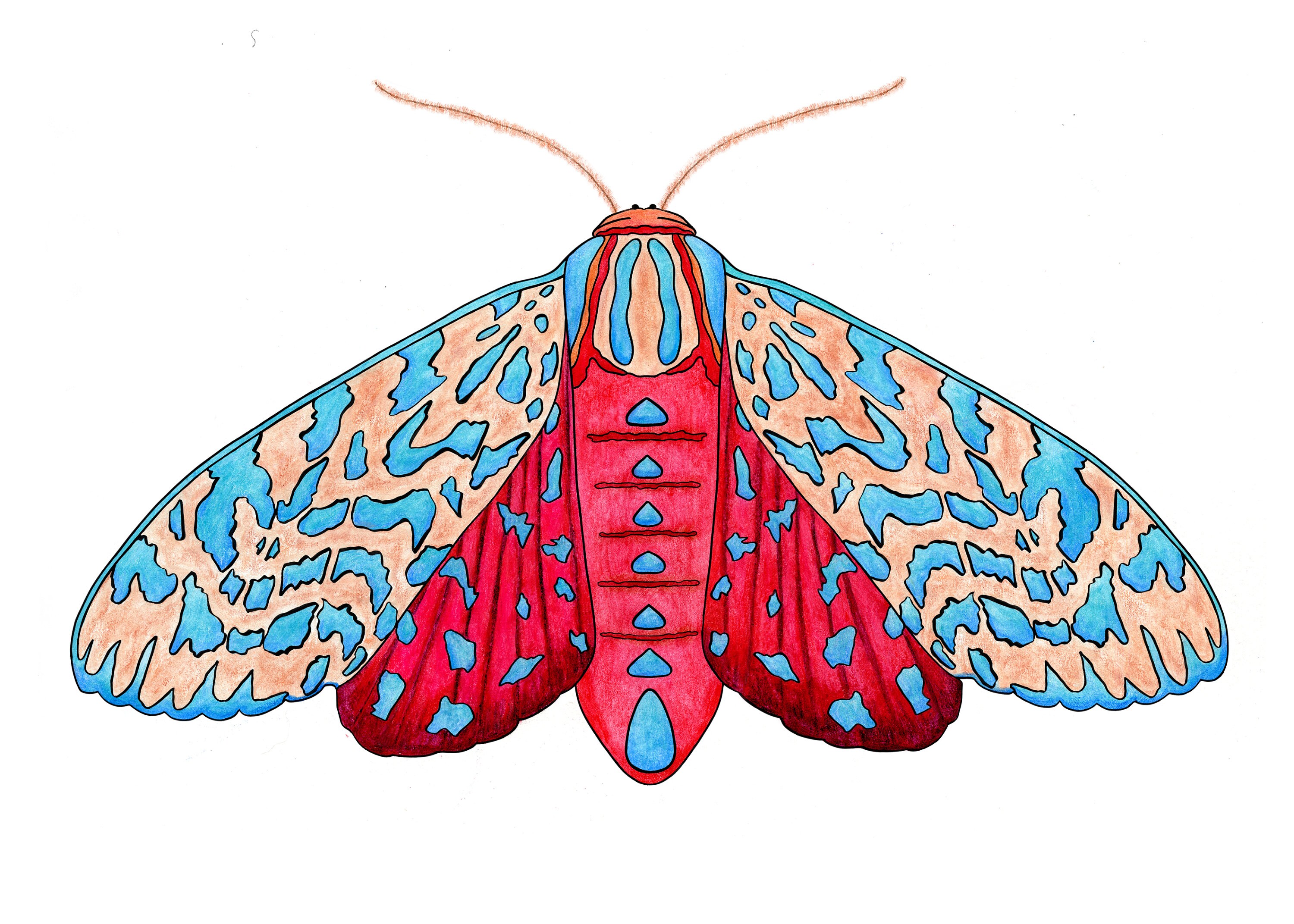 Painted Tiger Moth Colorful Moth Greeting Card Butterfly - Etsy