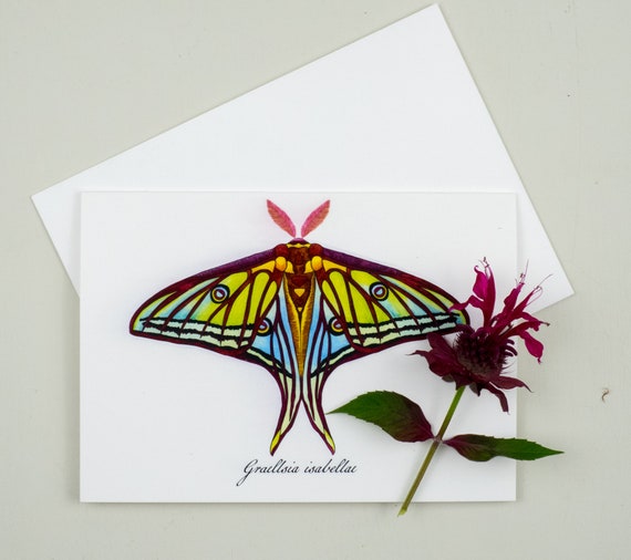 Falena lunare spagnola falena luna falena colorata farfalle - Etsy Italia