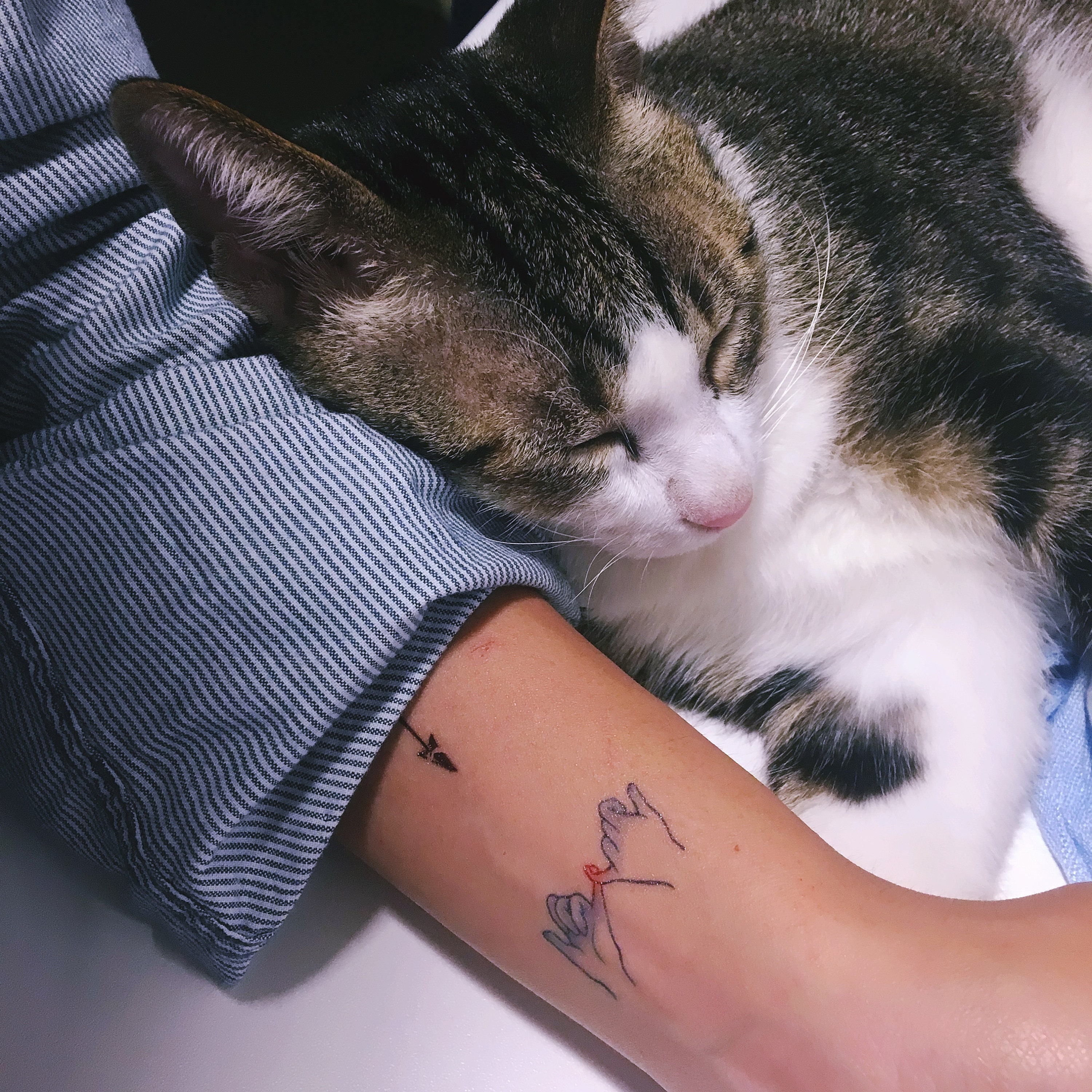 Selecciones de fiesta! Little Doodle Party Colorido Tatuaje Temporal ...