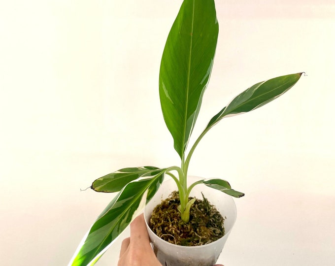 Variegated Florida Musa Banana Tree - Etsy