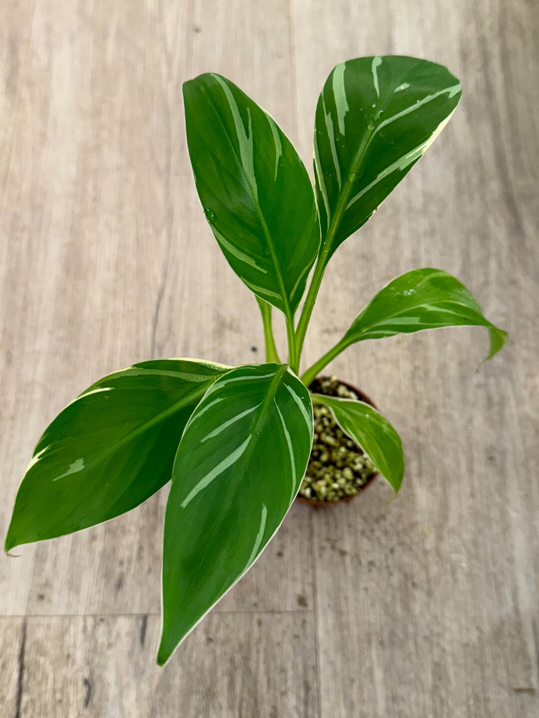 Variegated Banana Tree Musa Nono US Seller - Etsy