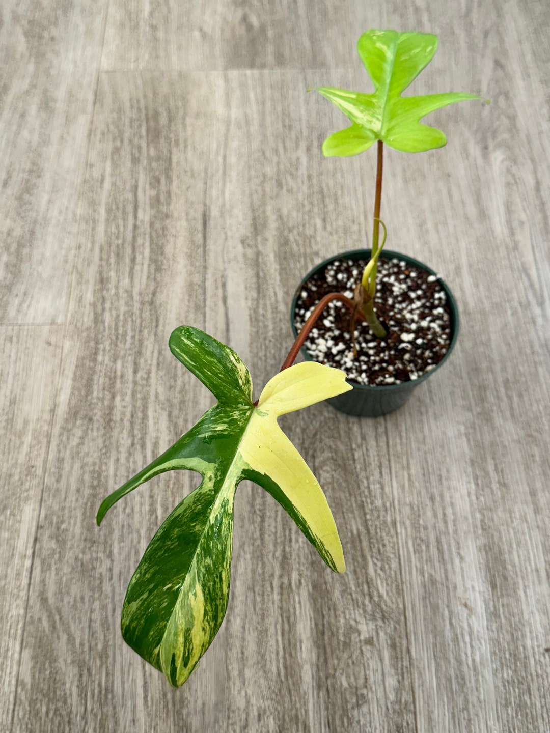Variegated Philodendron Florida Beauty - Etsy