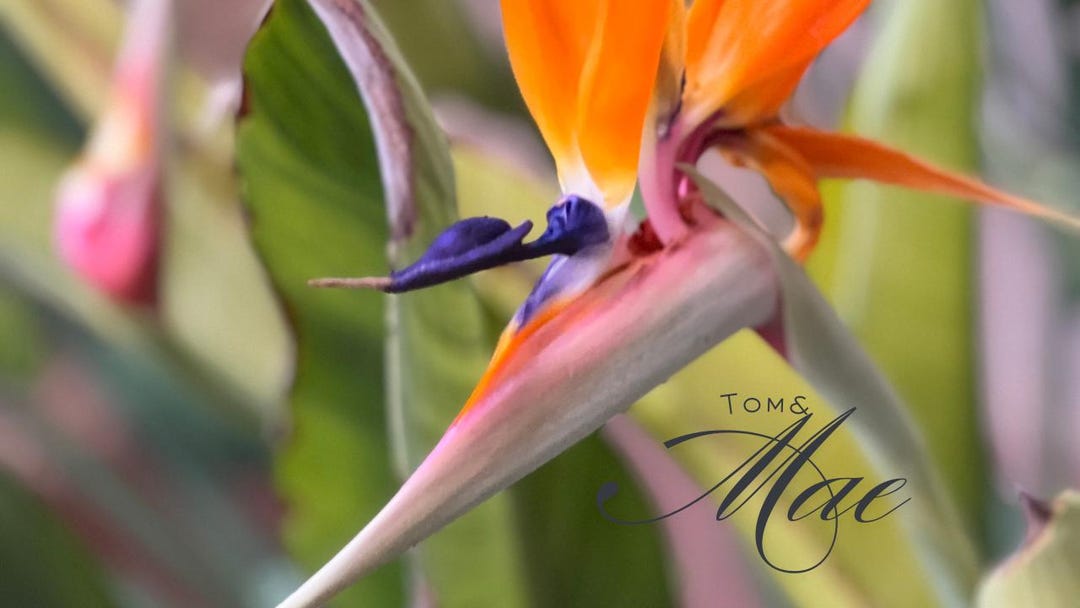 Professional Virtual Background "dreaming of the Med - Bird of Paradise ...