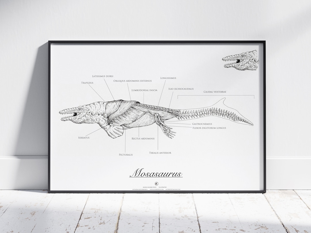 Mosasaurus Anatomy Art Print - Etsy