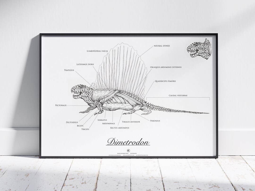 Dimetrodon Anatomy Art Print - Etsy
