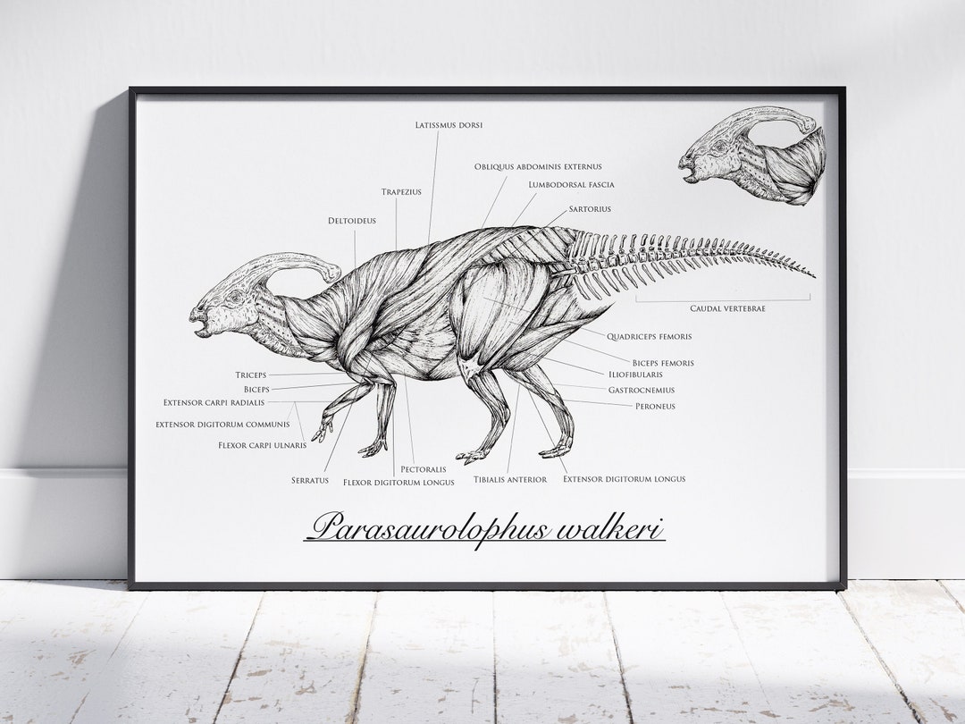 Parasaurolophus Anatomy Art Print - Etsy