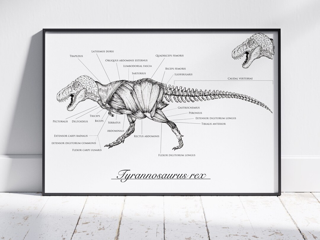 Tyrannosaurus Rex Anatomy Art Print - Etsy UK