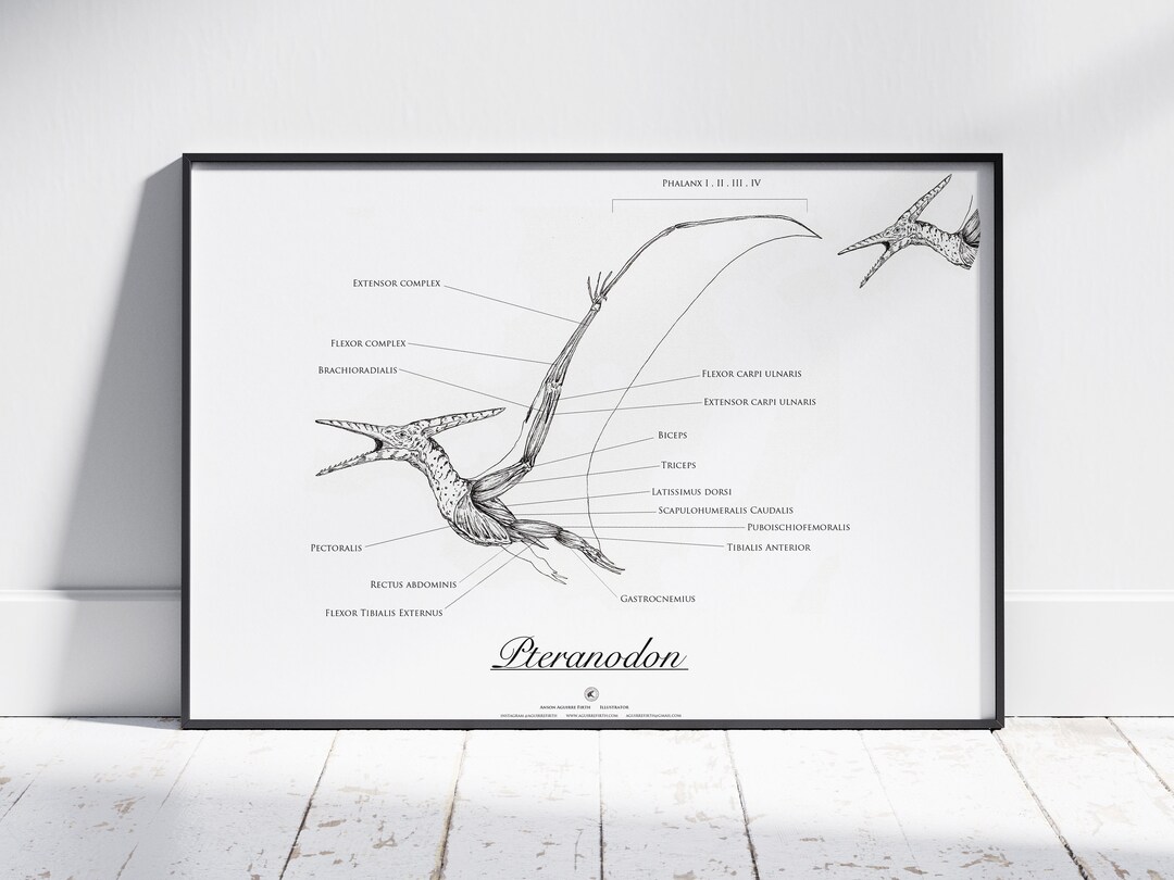 Pteranodon Anatomy Art Print - Etsy