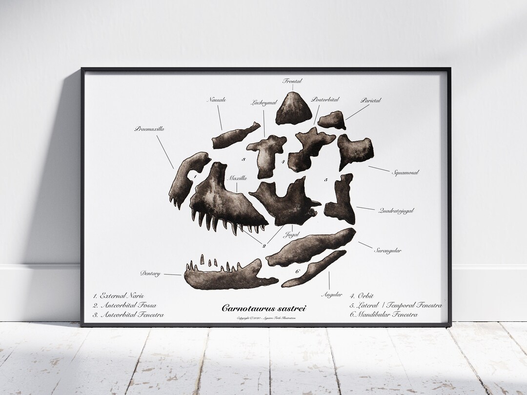 Carnotaurus Sastrei Skull Art Print - Etsy