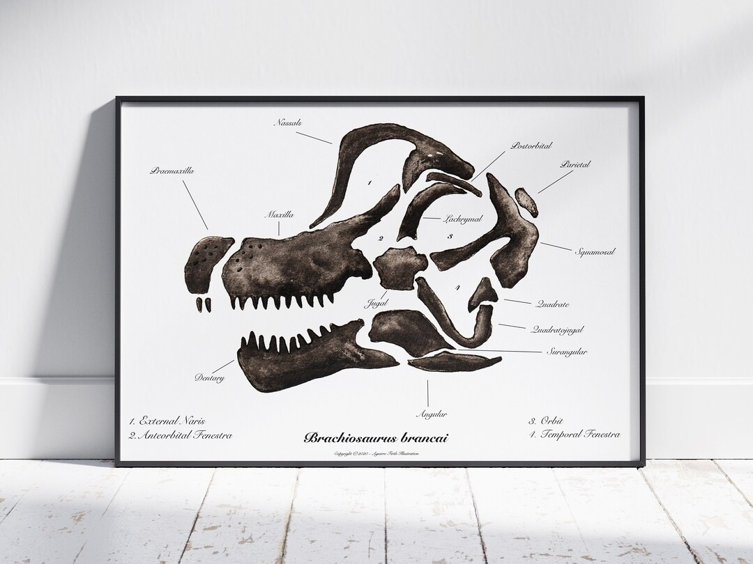 Brachiosaurus Brancai Skull Art Print - Etsy