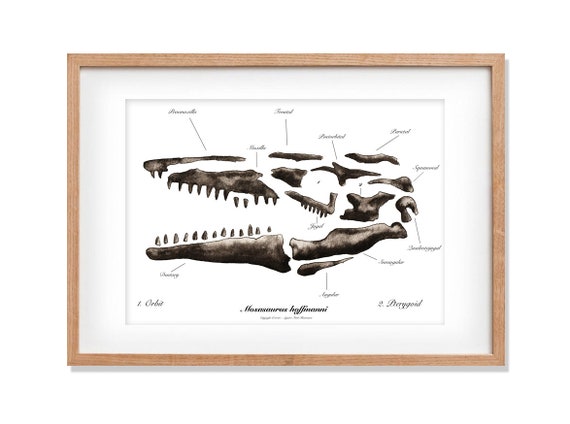 Mosasaurus Hoffmanni Skull Art Print // Dinosaur Fossil // Ink | Etsy