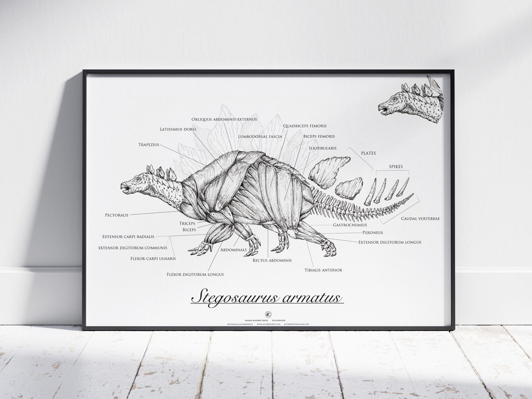 Stegosaurus Anatomy Art Print - Etsy