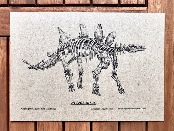 Stegosaurus Fossil