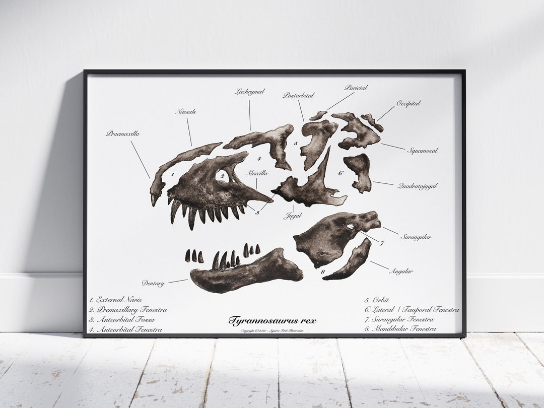Dinosaur Fossils Drawing