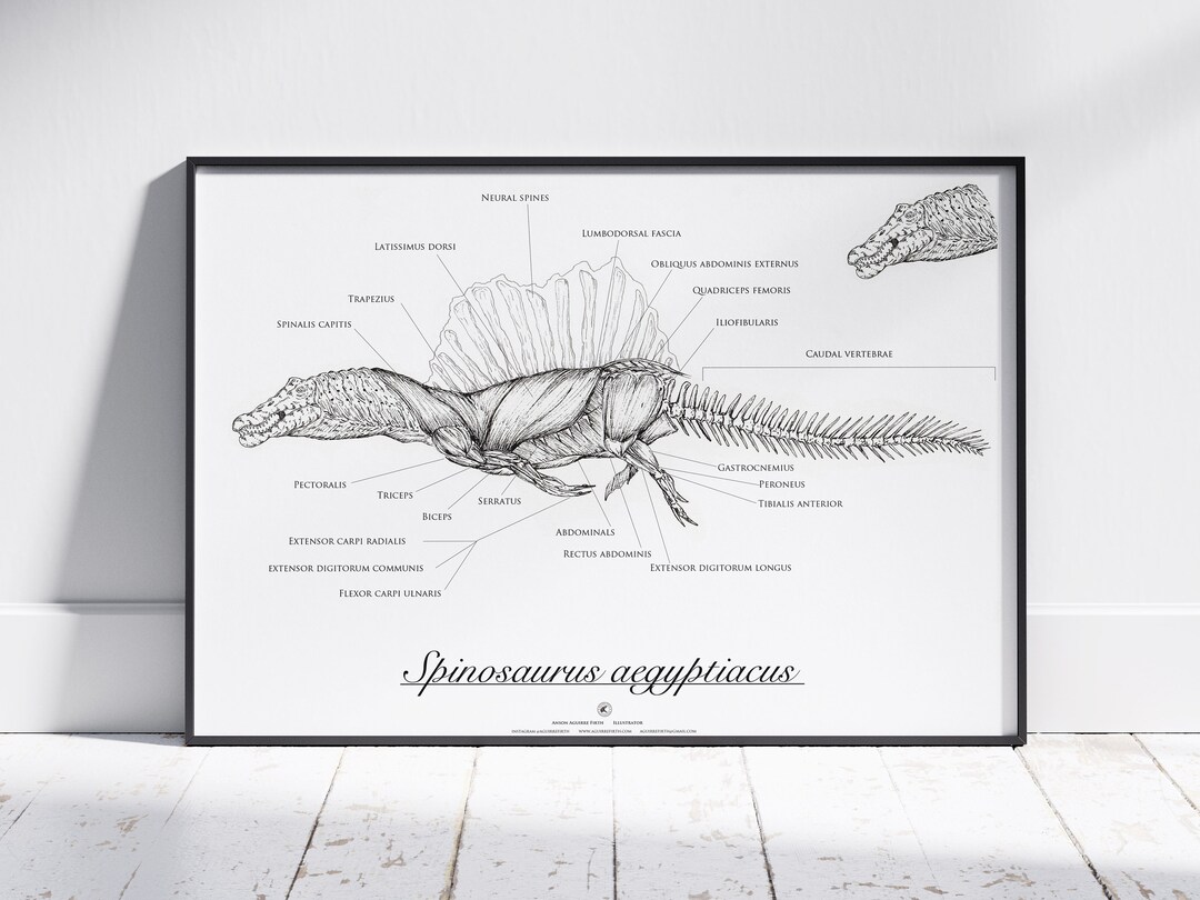 Spinosaurus Anatomy Art Print - Etsy