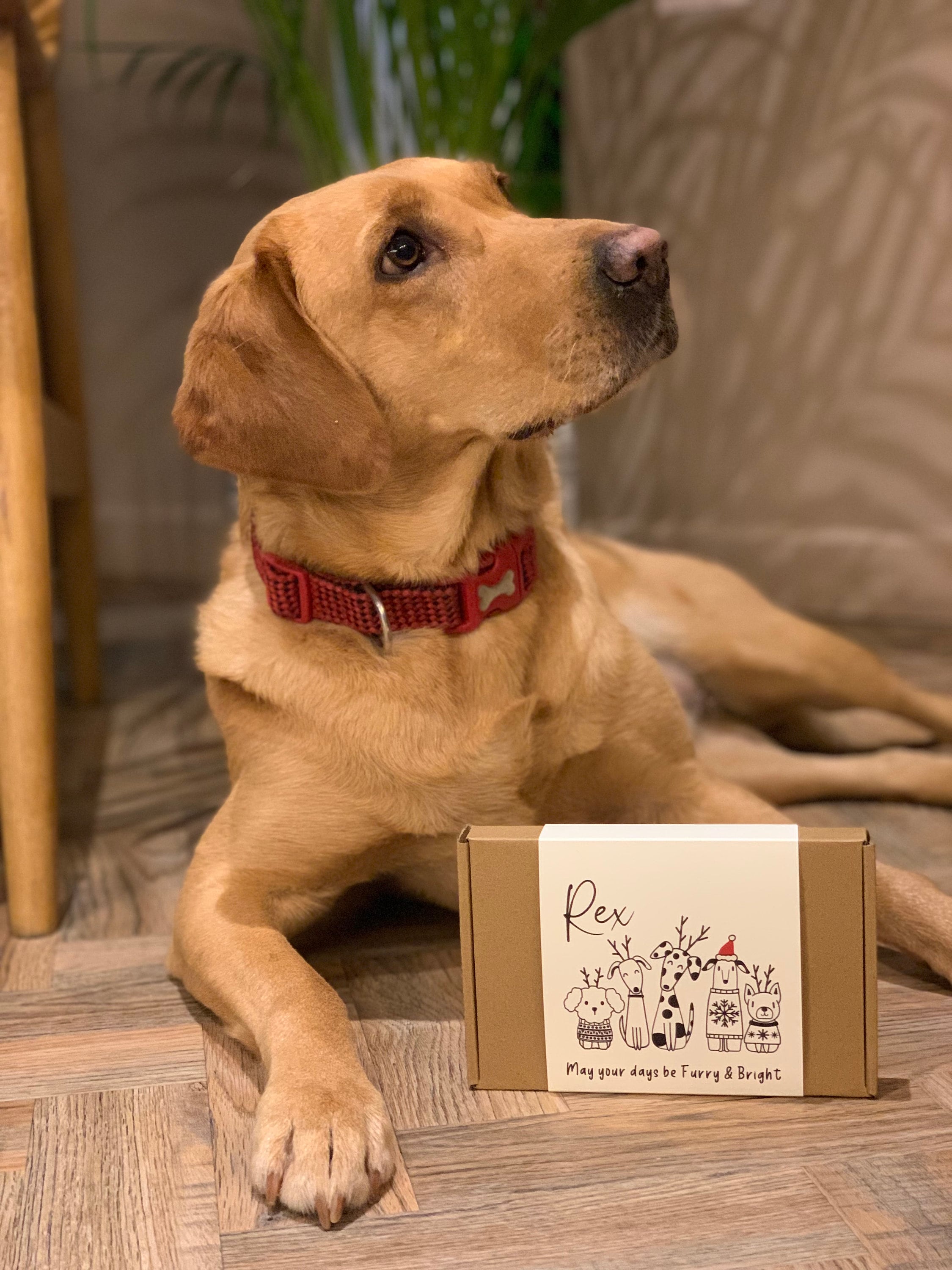 Customized Box of Dog Treats Dog Gift Box Puppy Treats - Etsy UK