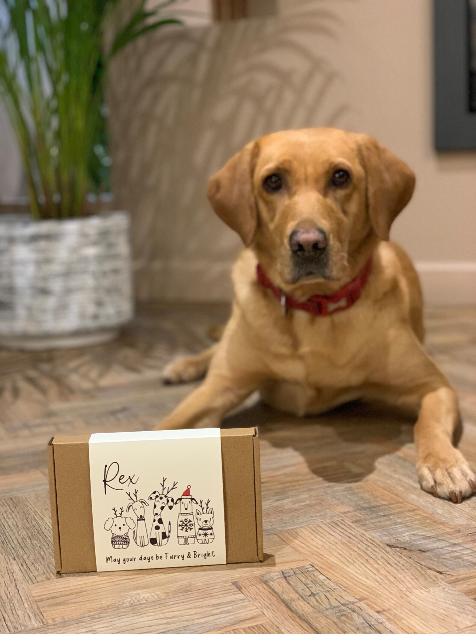 Customized Box of Dog Treats Dog Gift Box Puppy Treats - Etsy