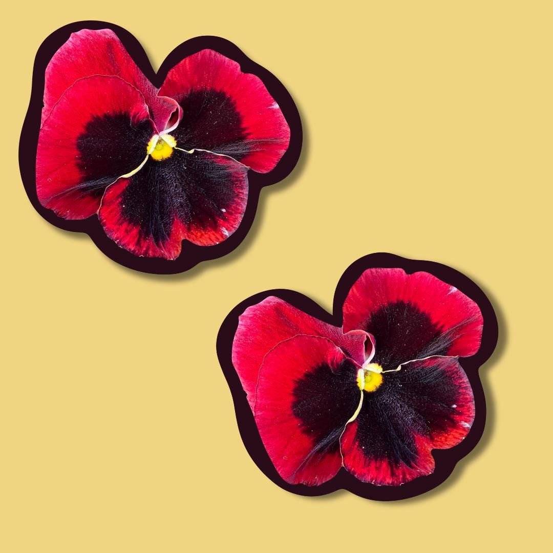Red Pansy Sticker| 3 Inch | Vinyl | |round Sticker | Sticker for Fun ...