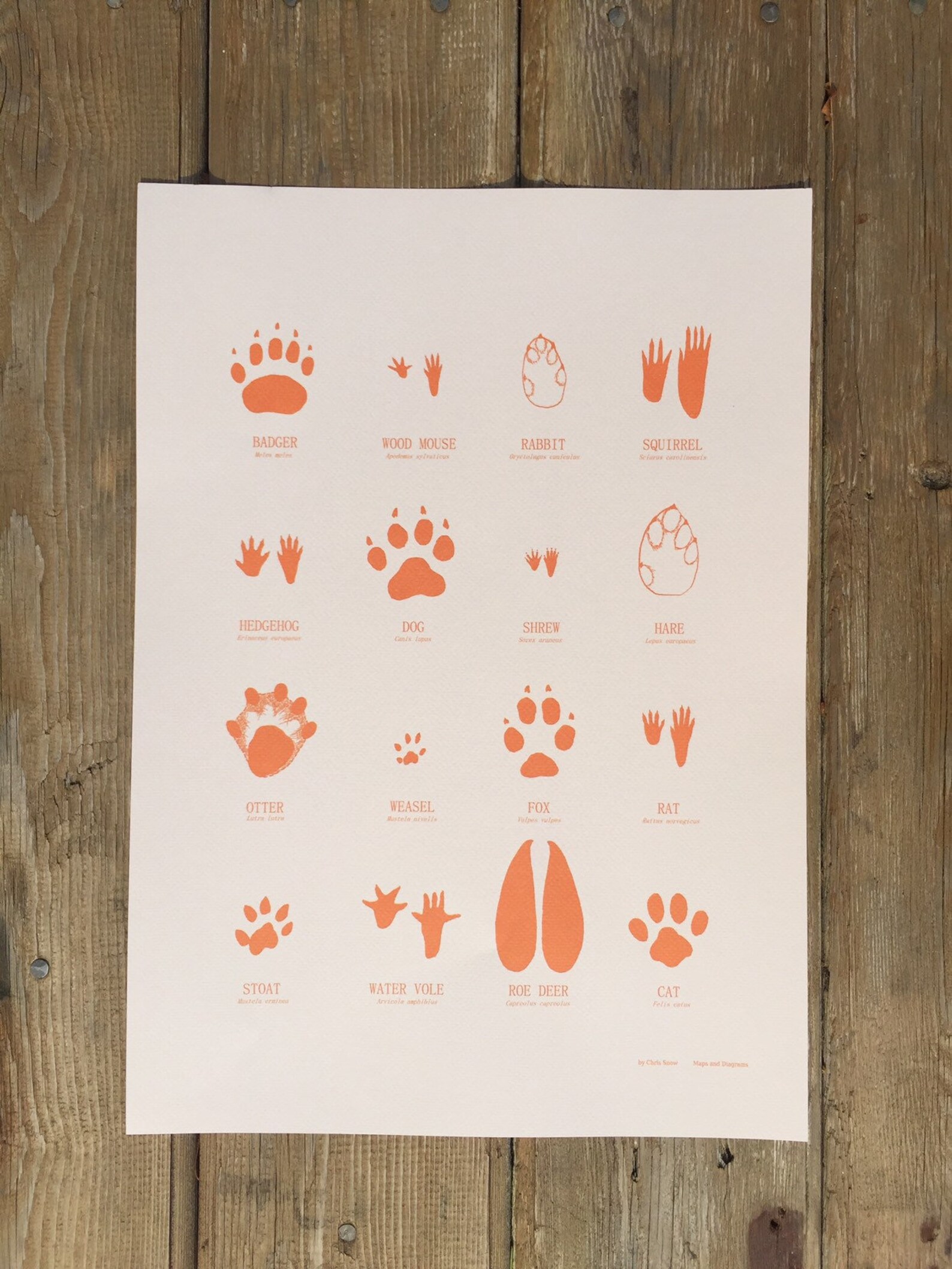 British Animal Tracks. High Quality Giclee Print. Gift for a Wildlife ...