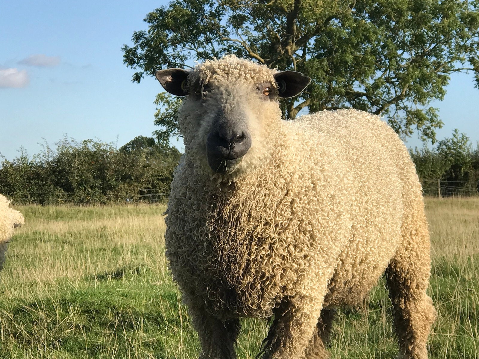 Hand-painted Collection Woad Paint 4ply Wool fingering/sports - Etsy