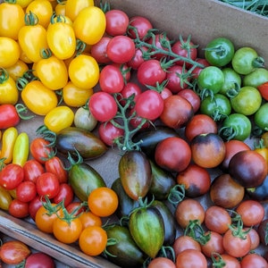 Supernova Grape Tomato - Etsy