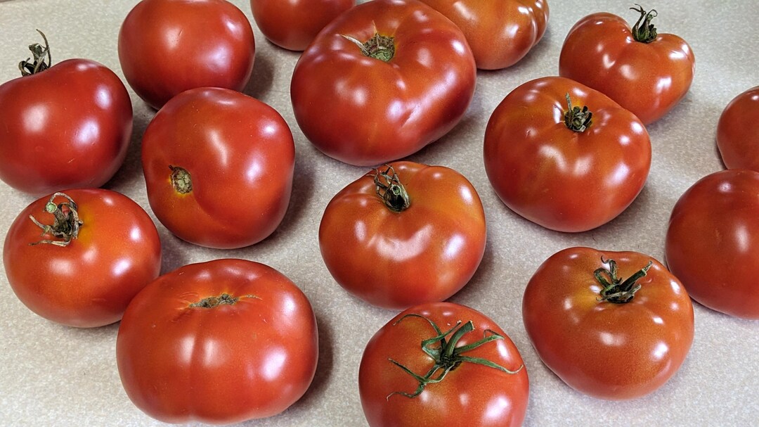 Tip Top Tomato - Etsy
