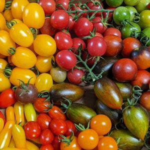 Supernova Grape Tomato - Etsy