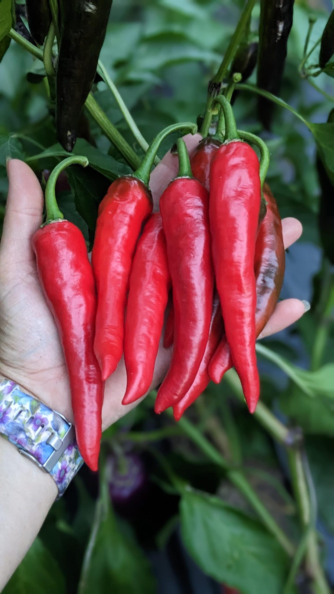 Patchwork OC - Hot Pepper - Etsy