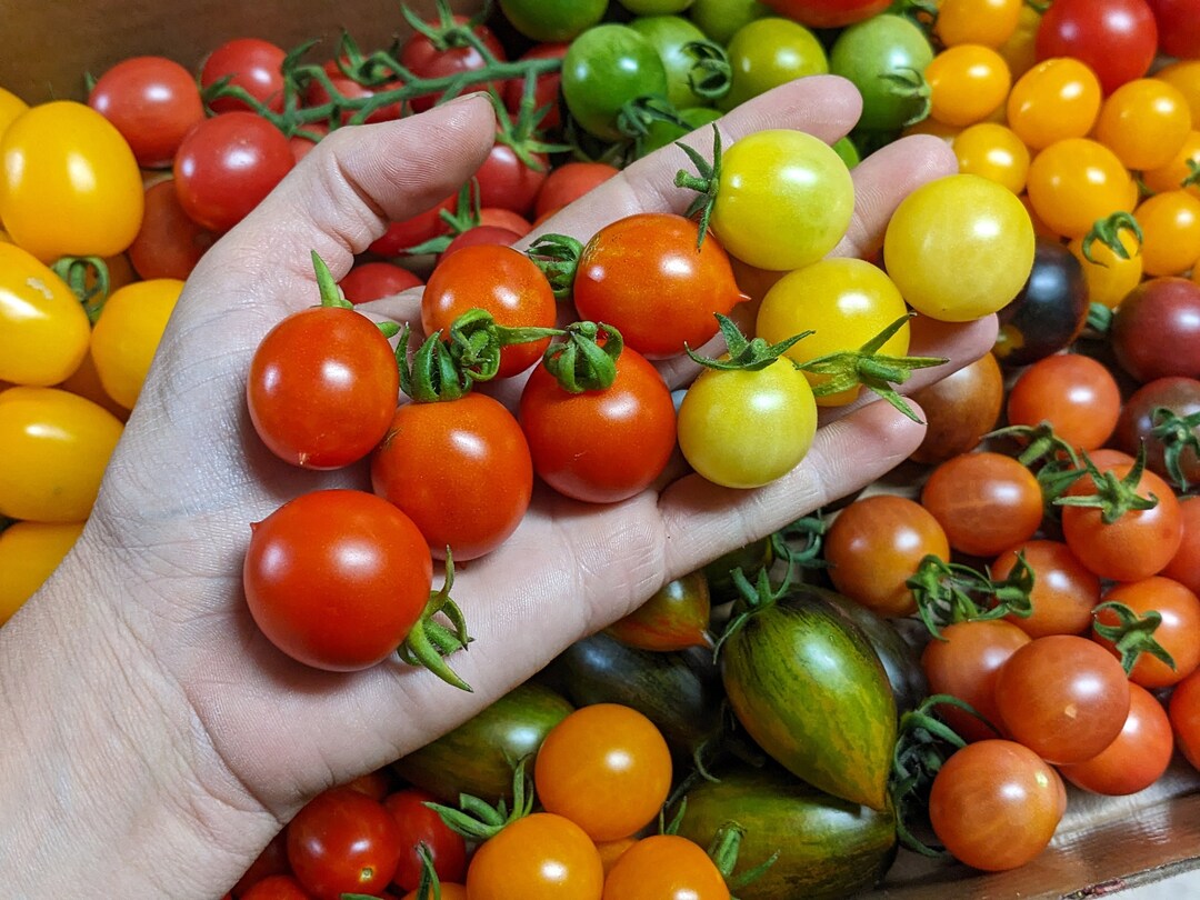 Snow White Cherry Tomato - Etsy