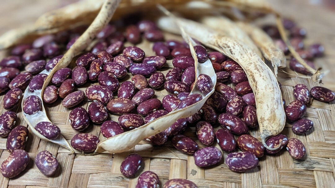 Crochu De Savoie Pole Bean - Etsy