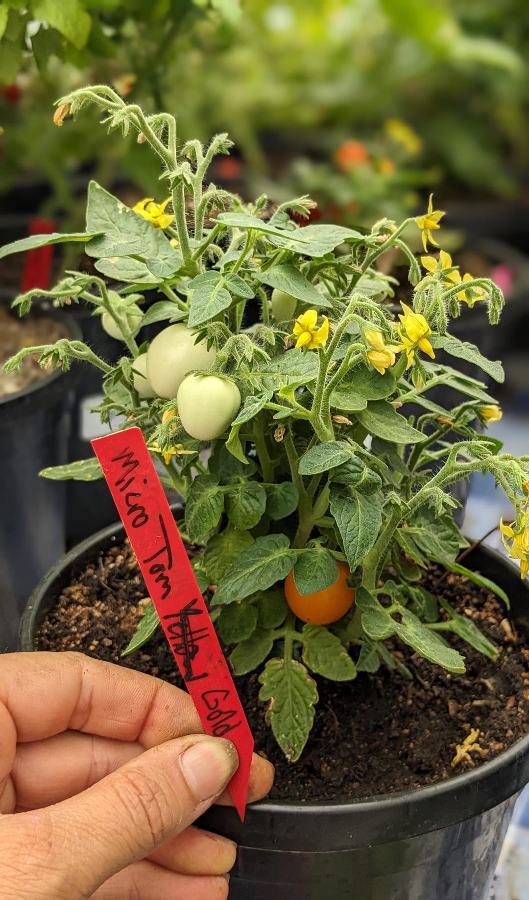 Micro Tom Gold Micro Dwarf Tomato - Etsy