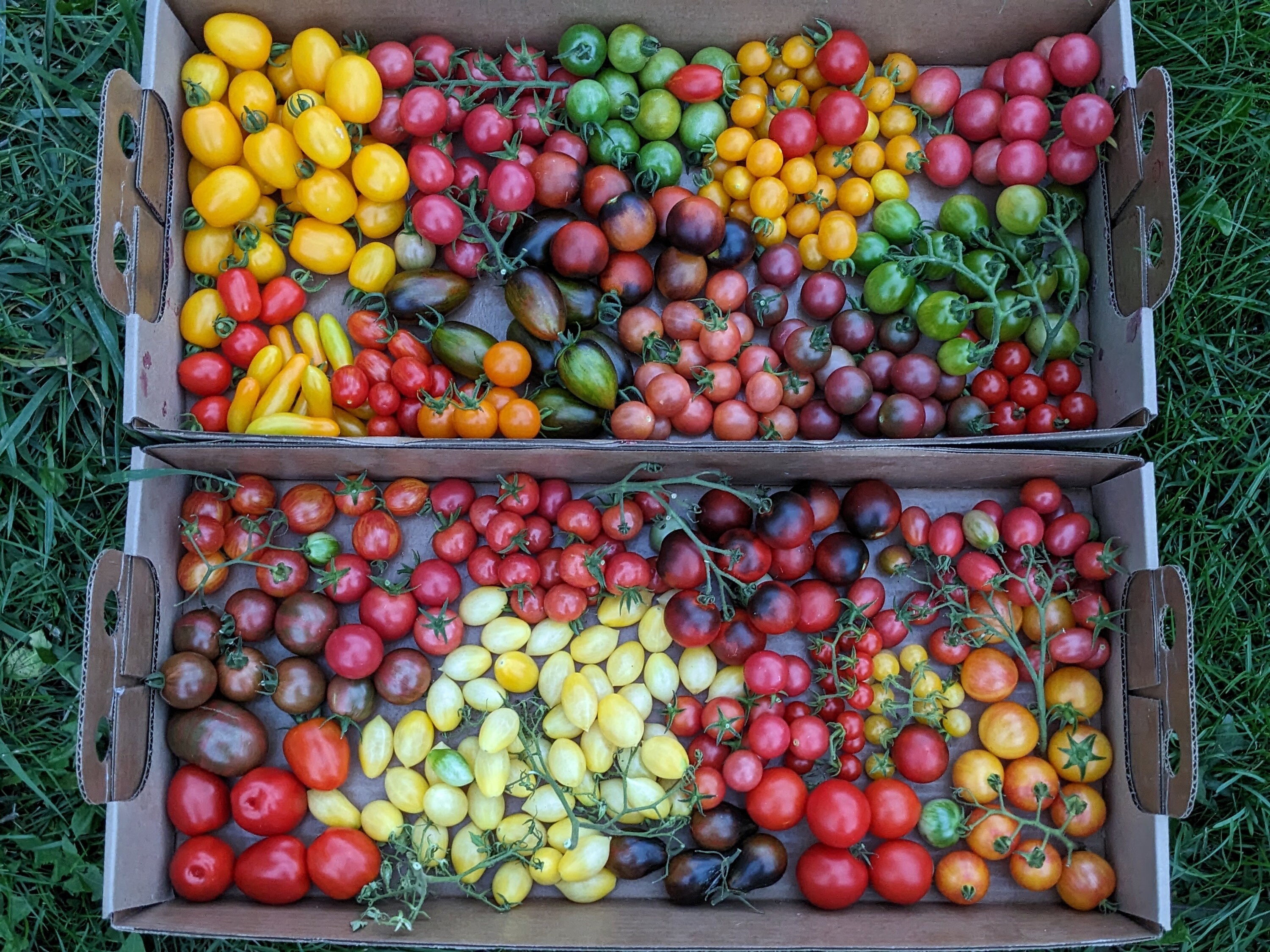 Starlight Grape Tomato - Etsy