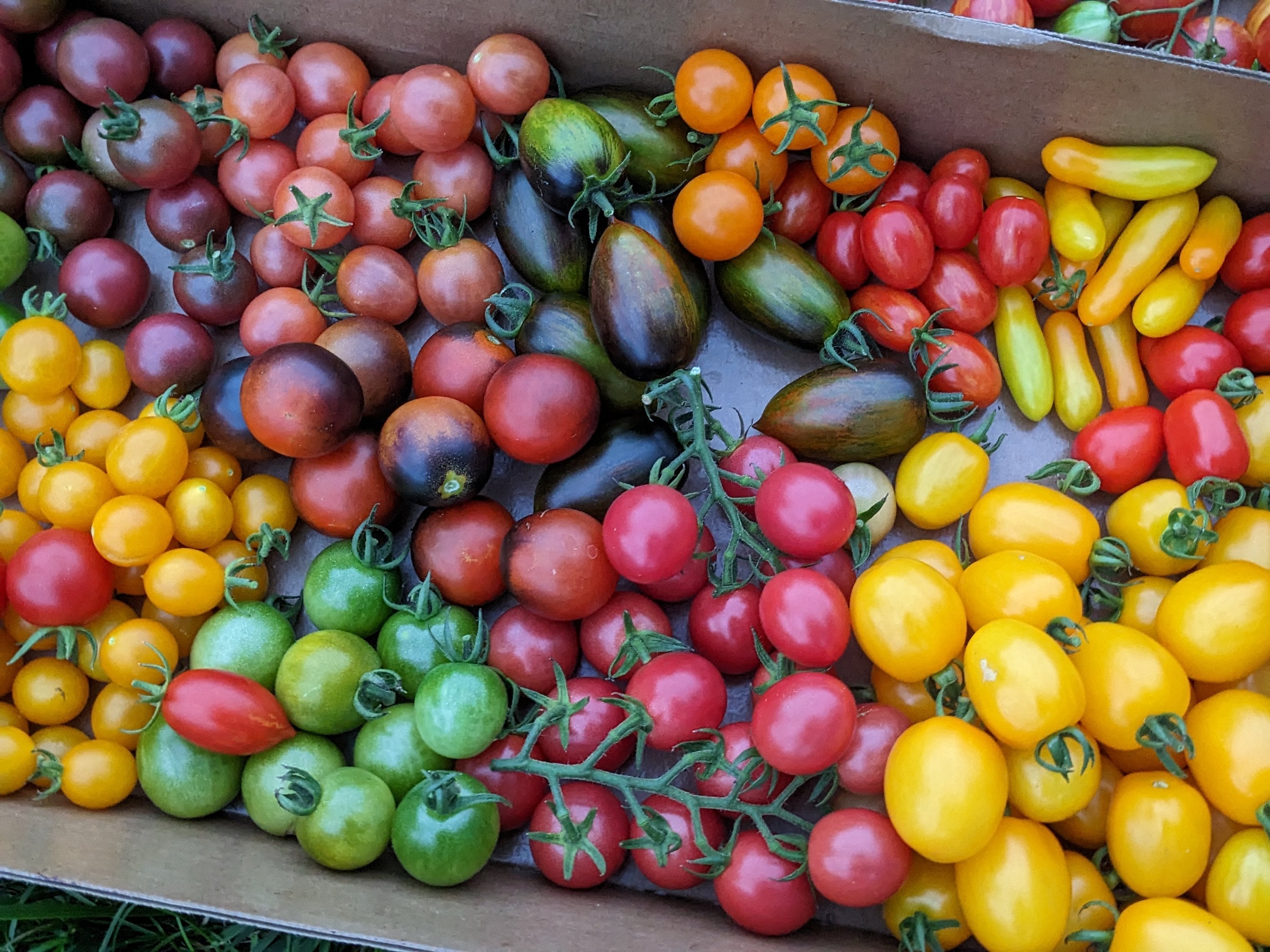 Starlight Grape Tomato - Etsy