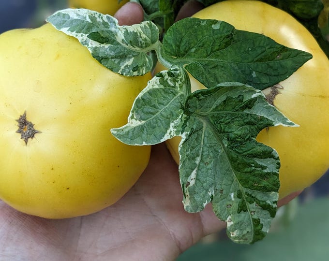 Dwarf Elise's Fancy Tomato - Etsy
