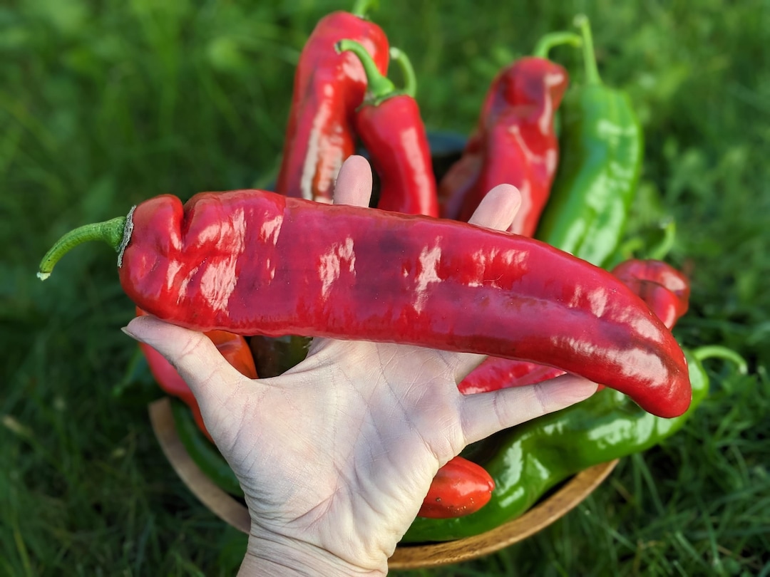 Palermo Pointed Sweet Pepper - Etsy