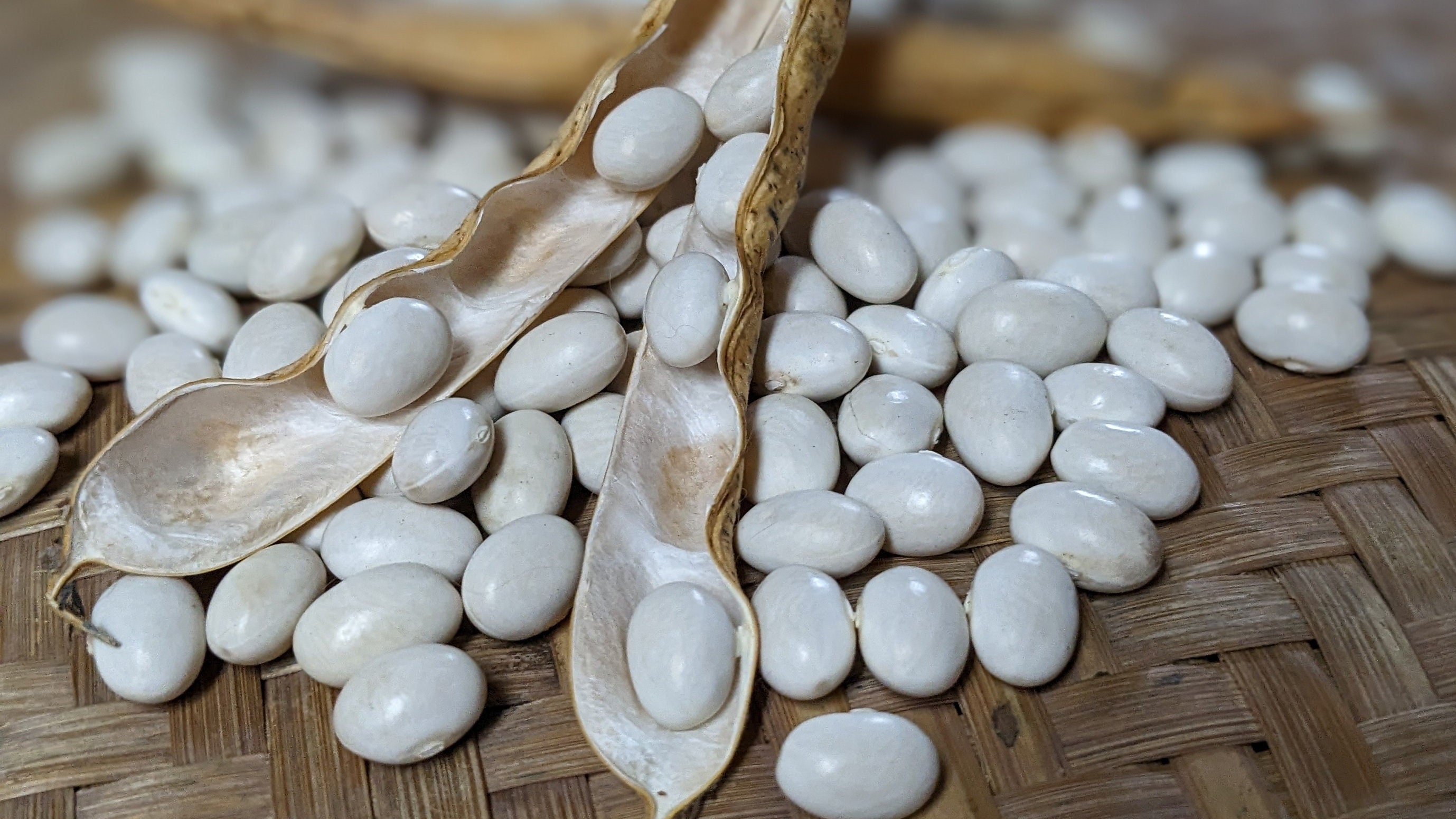 White Marrowfat Bush Bean - Etsy