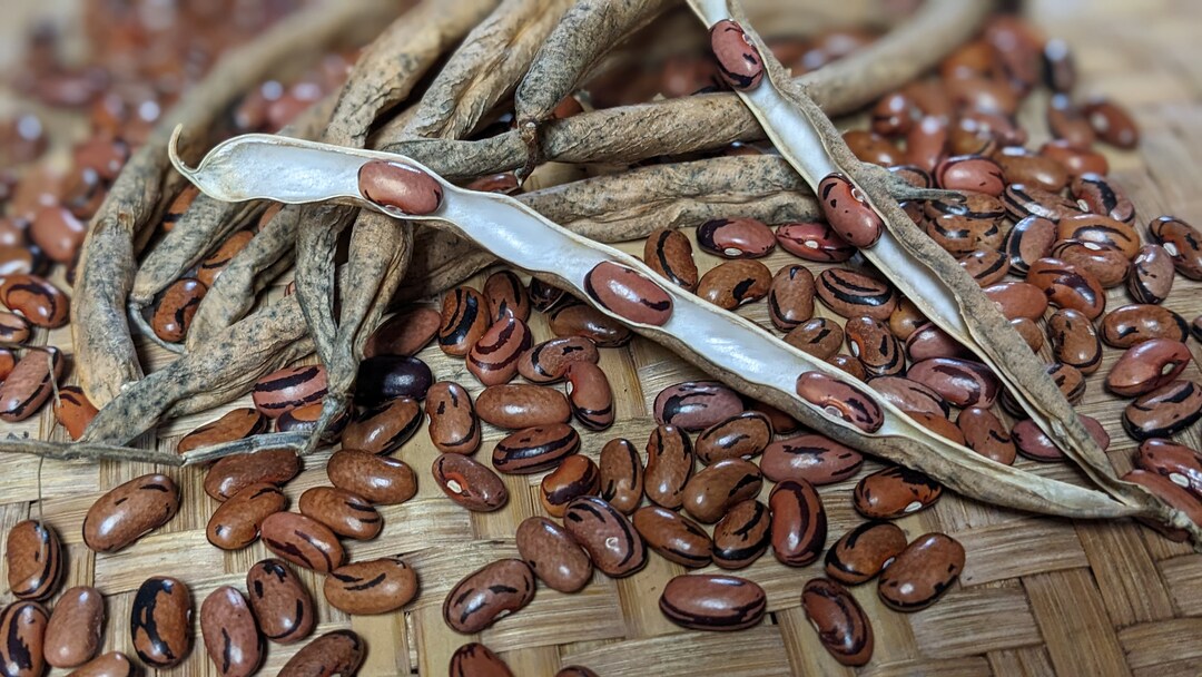 Tigre Semi-runner Bean - Etsy