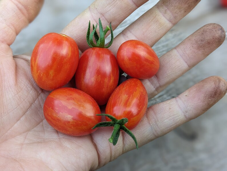 Supernova Grape Tomato - Etsy