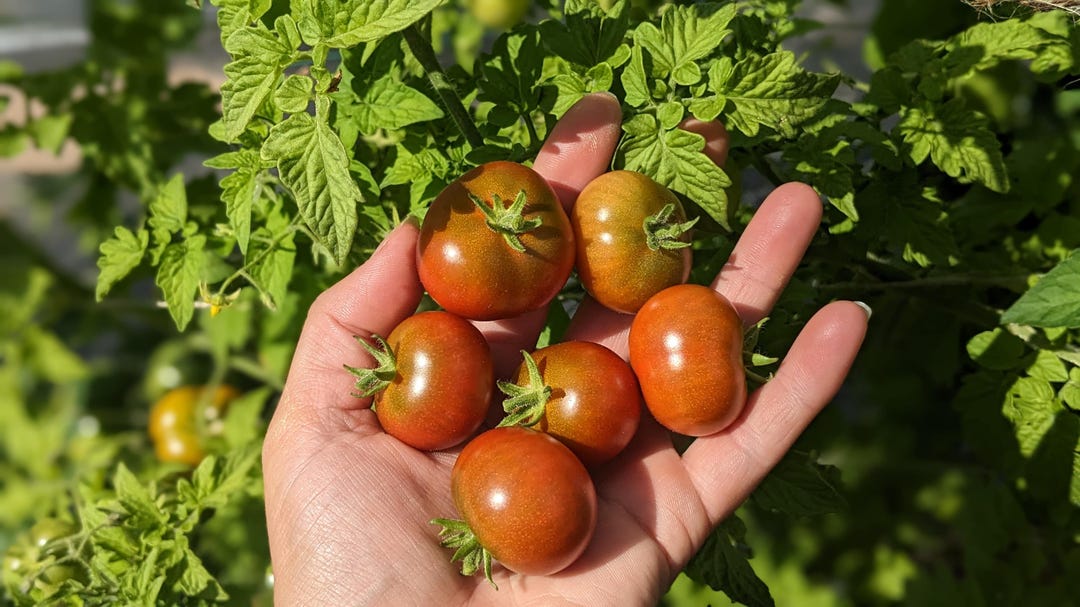 Dwarf Irma's Highland Cherry Tomato - Etsy