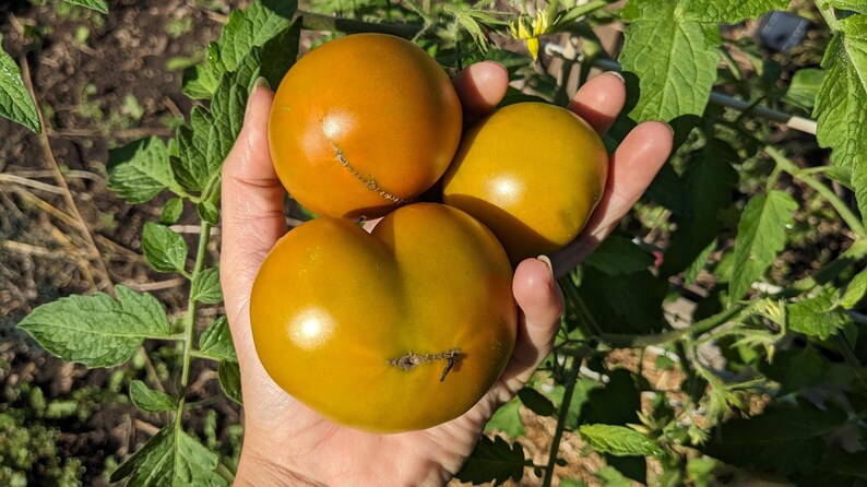 Thorburn's Terra Cotta Tomato - Etsy